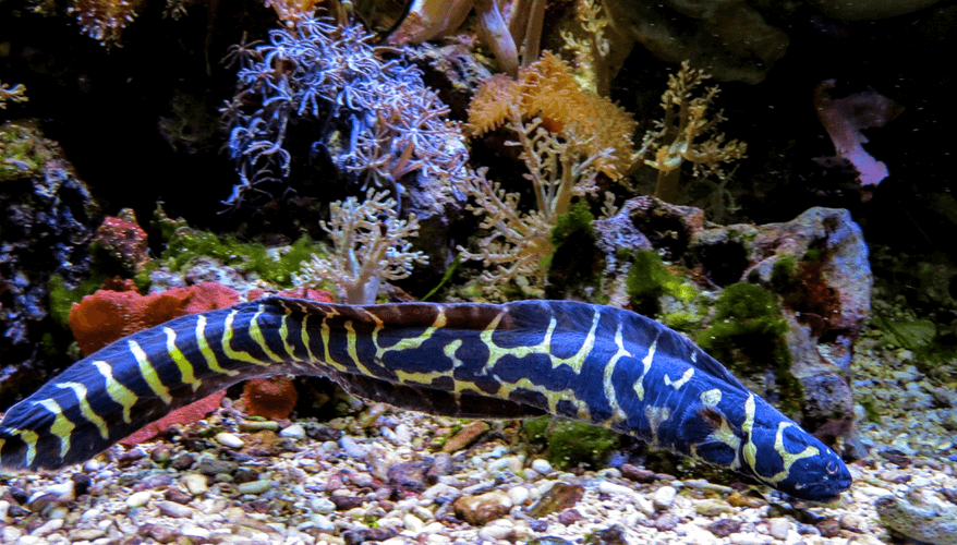 8 Must-See Sea Creatures While Diving/Snorkelling - Globelink Blog