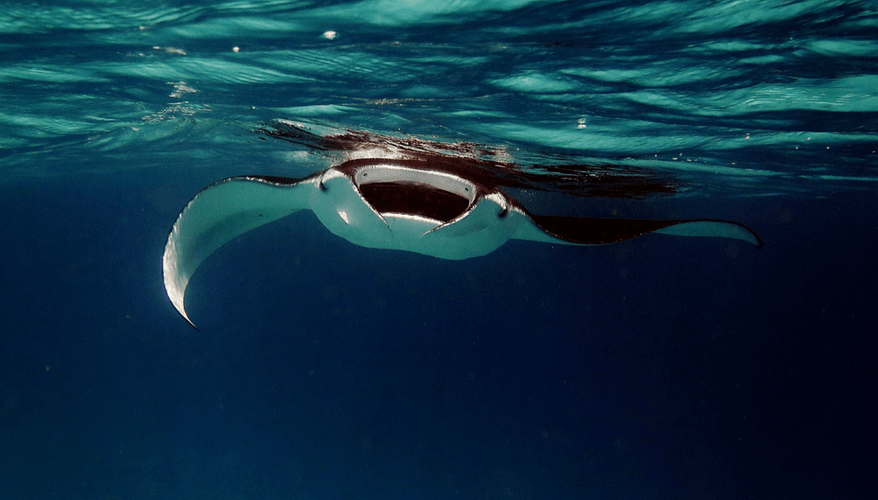8 Must-See Sea Creatures While Diving/Snorkelling - Globelink Blog