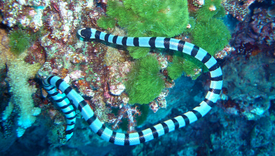 10 Dangerous Sea Creatures You Don't Want to Meet - Globelink Blog